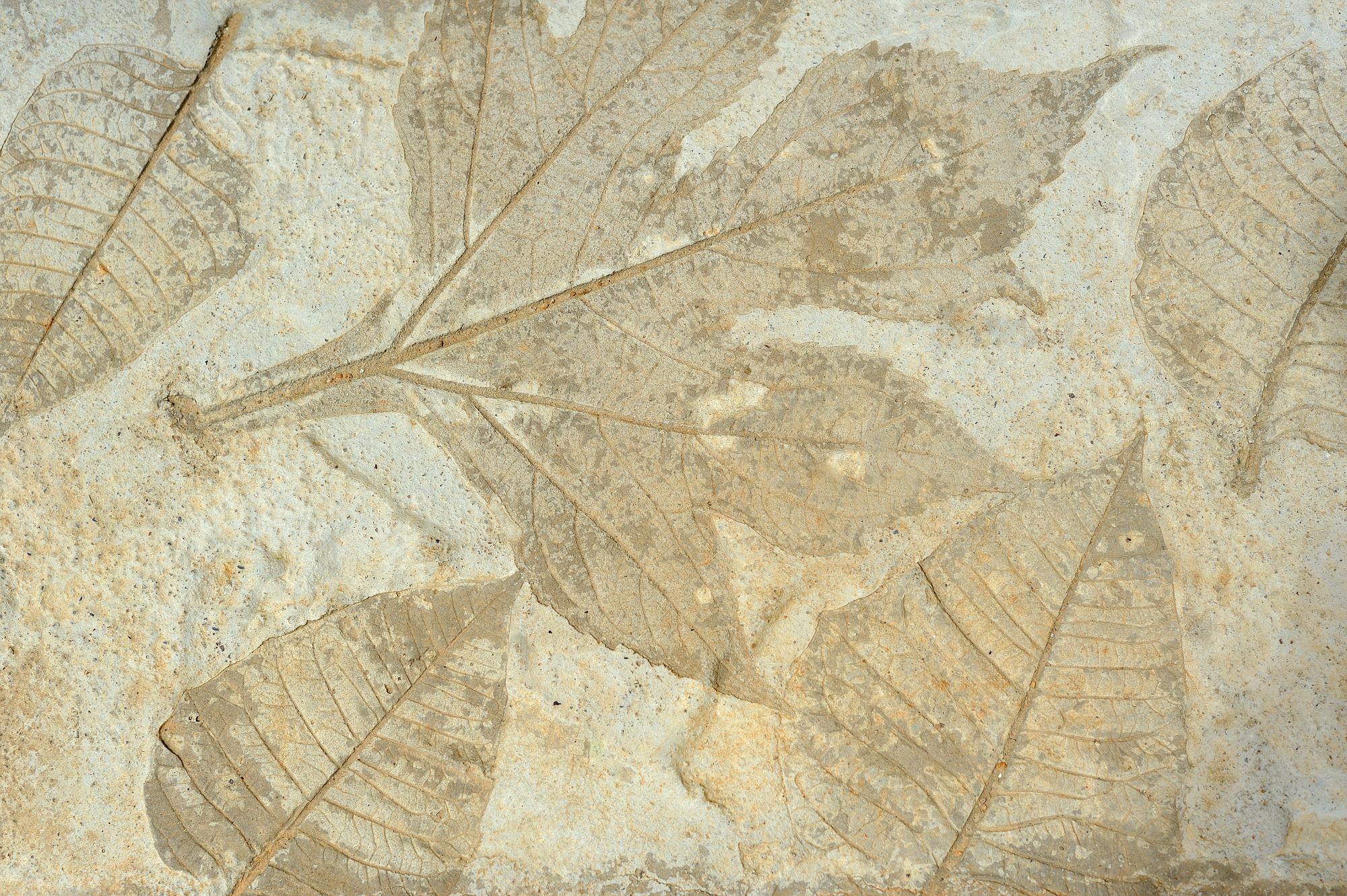 Miocene Period Fossil Forest