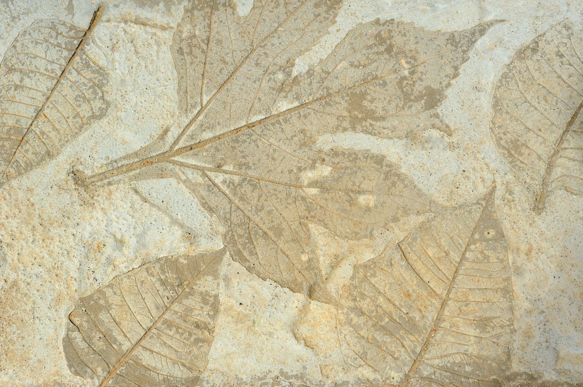 Miocene Period Fossil Forest