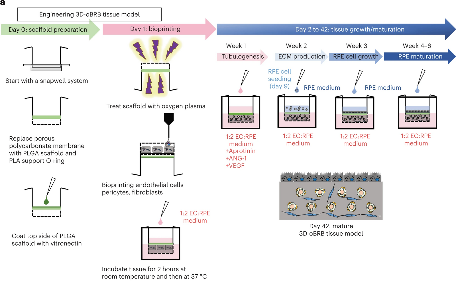 3D Bioprinting: Creating Eye Tissue