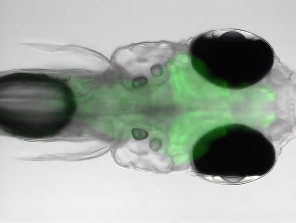 How Zebrafish Navigate